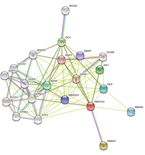 Rbfox3 Neun Protein Overview Sino Biological