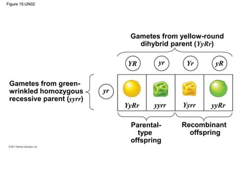 Chapter Chromosomal Inheritance Ppt