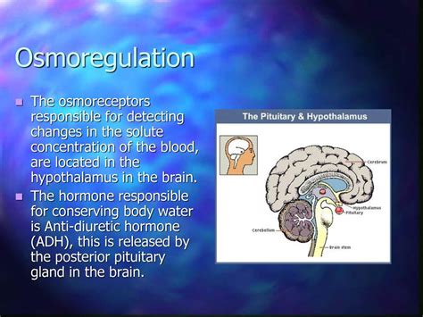 5 1 2 Excretion By Ms Cullen Ppt Download