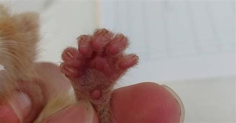 Polydactyl Beans Album On Imgur