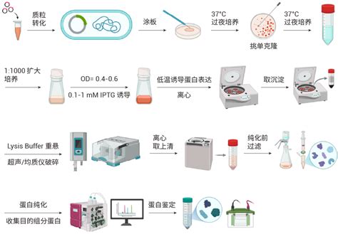干货分享 蛋白纯化宝典∶ 琼脂糖凝胶珠助你 玩转”标签蛋白与天然蛋白 上 M 知乎