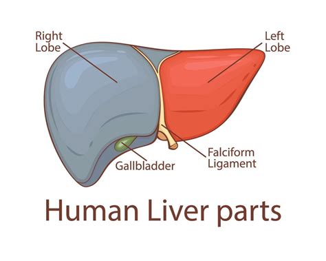 Internal Organs Liver
