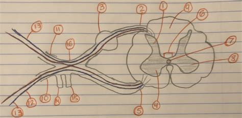 Lab 2 Spinal Nerves Diagram Quizlet