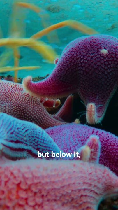 The Nudibranchs And Their Unique Reproduction Youtube
