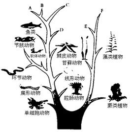 下图为生物进化的历程示意图据图回答 1写出图中下列代号所表示的生物类群 A B C 2从图中可看出哺乳类是由哪一类生物进化而来
