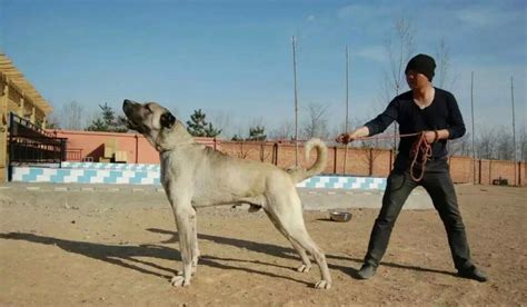 中亚三大最强獒坎高犬，库达犬，中亚牧羊犬完胜藏獒土耳其库达牧羊犬新浪新闻