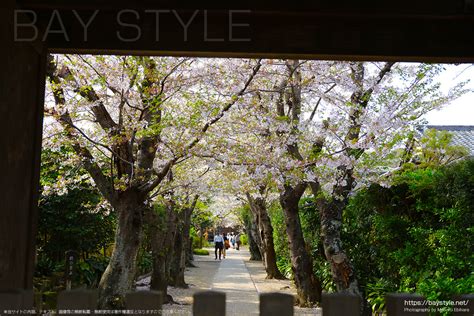 極楽寺の桜について 海沿いの街情報ベイスタイル