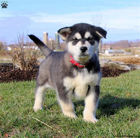 Alaskan Malamute Mix With Pitbull