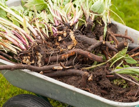 3 Unexpected Comfrey Root Powder Uses For Health