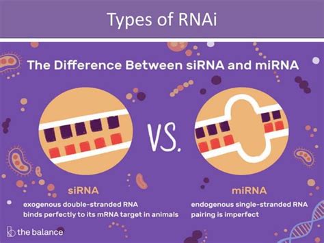 Rna Interference Rn Ai Ppt