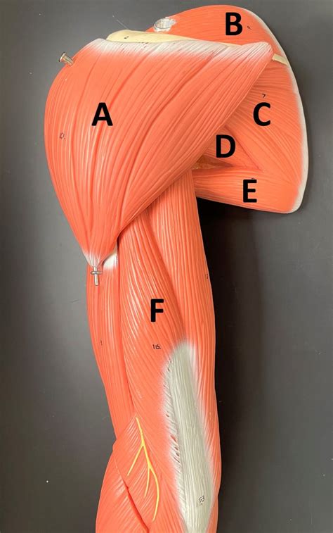 Solved B A C D E F Chegg