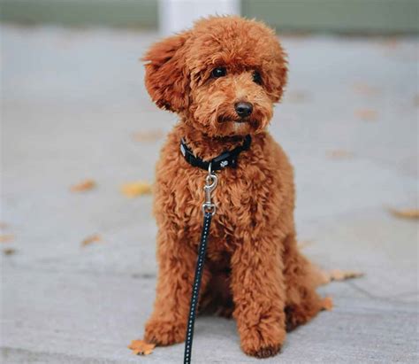 10 Toy Poodle Training Tips That Get Results