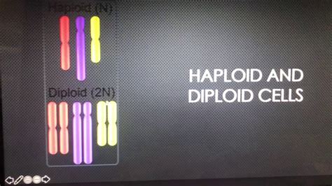 Sexual Reproduction YouTube