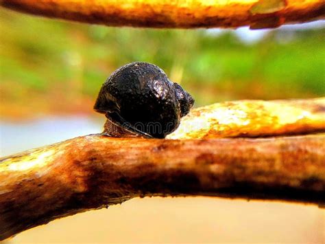 A Small Black Snail Was Attached To A Plant Branch Stock Image Image Of Small Branch 359998121