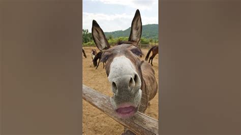 فيفتي فيفتي Youtube