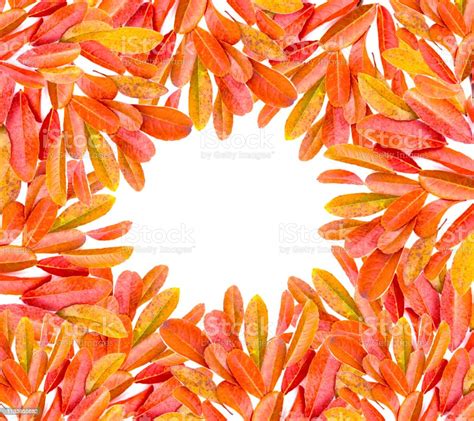 가을 프레임 구성 아이디어 텍스트에 대 한 공간을 가진 흰색 배경에 떨어지는 단풍으로 만든 평면도 0명에 대한 스톡 사진 및 기타 이미지 Istock