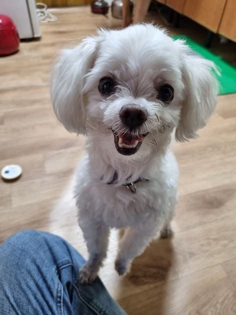 코코네 홈케어 후기 비숑프리제분양가 유기견 미니비숑 웰시코기분양 스피츠 요크셔테리어분양 먼치킨고양이 노르웨이숲고양이분양