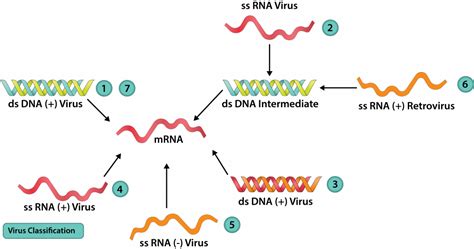 Most Rna Viruses Carry Which Of The Following Enzymes