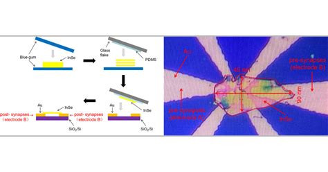 two dimensional inse artificial synapses with fj energy consumption