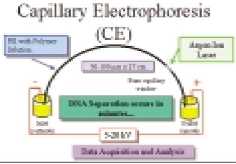 Sketch Diagram Of Electrophoresis Where The Extracted Dna Flows Through