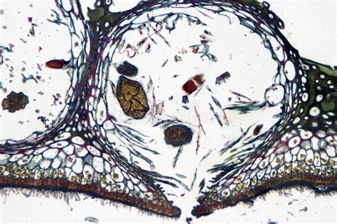 Seaweed Fucus Vesiculosus Stock Image Image Of Fucaceae