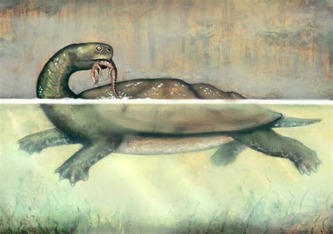 Smithsonian Insider Giant Prehistoric Turtle From Colombia Chomped Everything In Sight