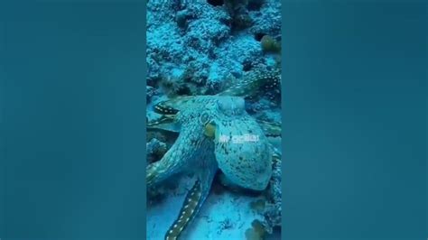 පාට මාරු කරන බුවල්ලා පාට මාරු කරන්නේ කටුස්සො විතරක් නෙවෙ යිනේ Youtube