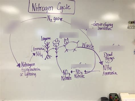 Nitrogen Cycle Flow Chart