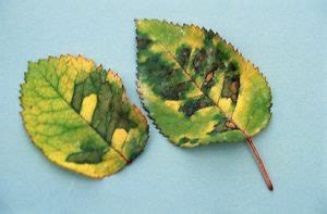 Dossier Rose Downy Mildew Ir 4 Project