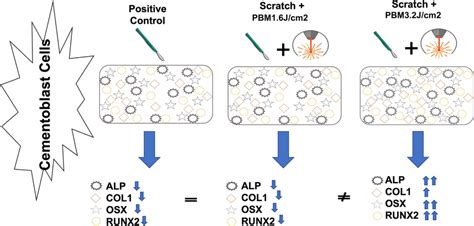 Schematic Representation Of The Scratch Assay And Gene Expression
