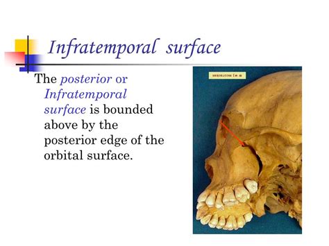 Ppt Oral Biology I Andii Powerpoint Presentation Free Download Id