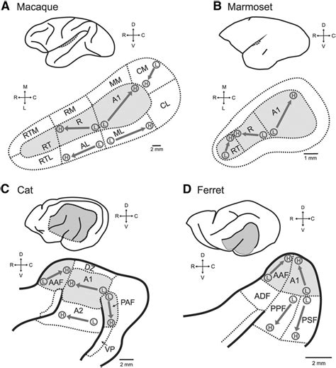 Schematics Of Auditory Cortex Across Four Species A Macaque B Download Scientific Diagram
