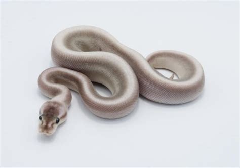 Ball Python Morphs Rballpython