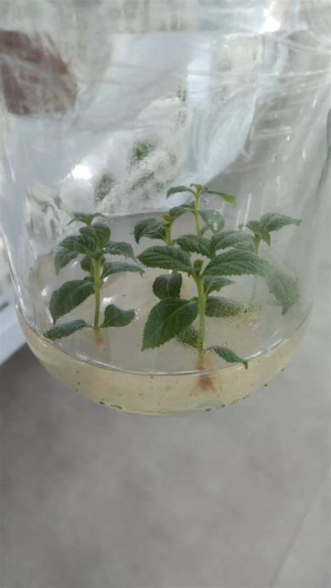 Dr Ratnesh Kumar Singh Posted On Linkedin