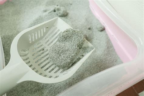 고양이 모래 어떤 걸 골라야 할까