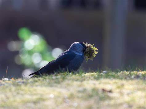 Jackdaw Nesting Behaviour Eggs Location Birdfact