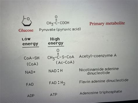 Bch Metabolism Exam 4 Flashcards Quizlet