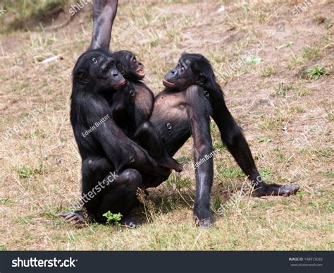 277 Ape Sexes Images Stock Photos Vectors Shutterstock