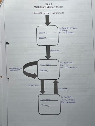 Memory Flashcards Quizlet