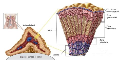 Adrenal Medulla Vs Adrenal Cortex Difference And Comparison