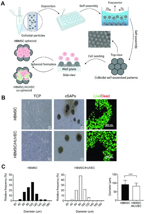 a schematic diagram showing the preparation of csaps and the download scientific diagram