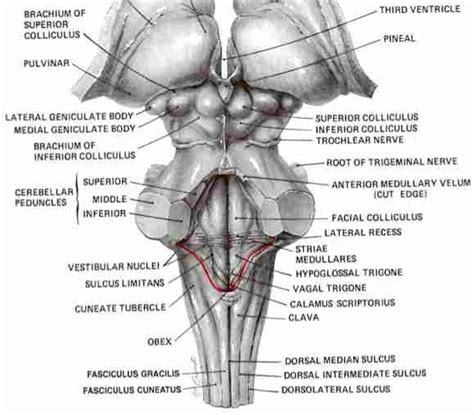 Midbrain Division And Functions Of The Midbrain