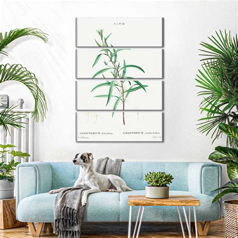 Willow Leaved Hakea Wall Art By Pierre Joseph Redoute Elephant Stock