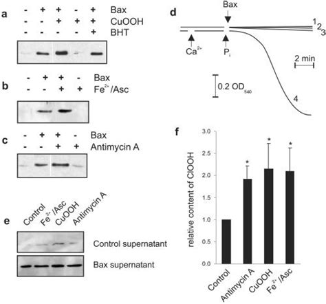 Cytochrome C Release From Mitochondria Proceeds By A Two Step Process