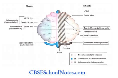 Cerebellum Anatomy Notes Cbse School Notes