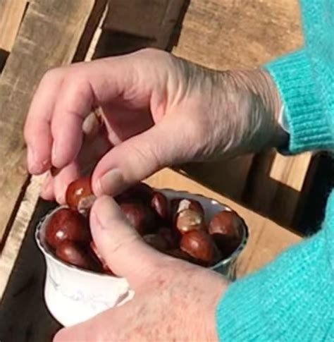 Sandra Leckey On Linkedin Conkers Reminiscence Autumn Memories