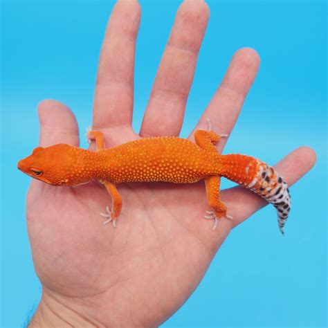 Female Red Dragon Mandarin Inferno Tangerine High Orangered Leopard