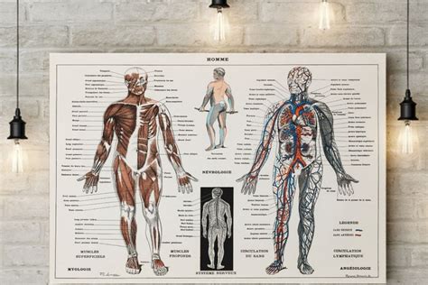 그림·사진 인간 신경계 근육계 해부학 삽화 일러스트 포스터 액자 사람 신경학 정형외과 외과 액자 오늘의집 쇼핑