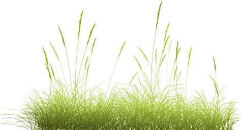 Prairie Grass Clipart 28859535 Png