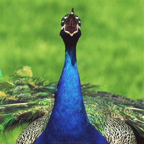 Demon Peacock By Monsterbrand On Deviantart